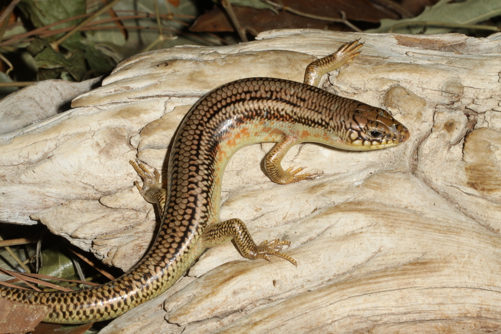 Great Plains Skink from Gene Howe WMA, Hemphill County, TX, USA on July ...