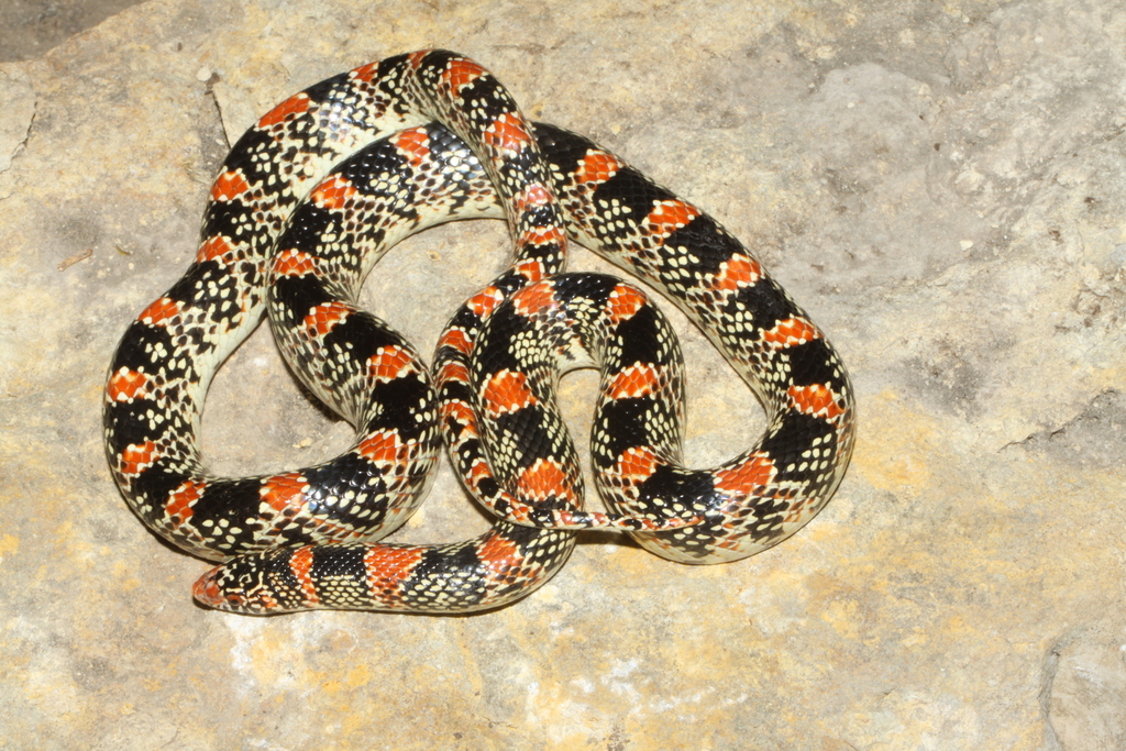 Long-nosed Snake from Gene Howe WMA, Hemphill County, TX, USA on April ...