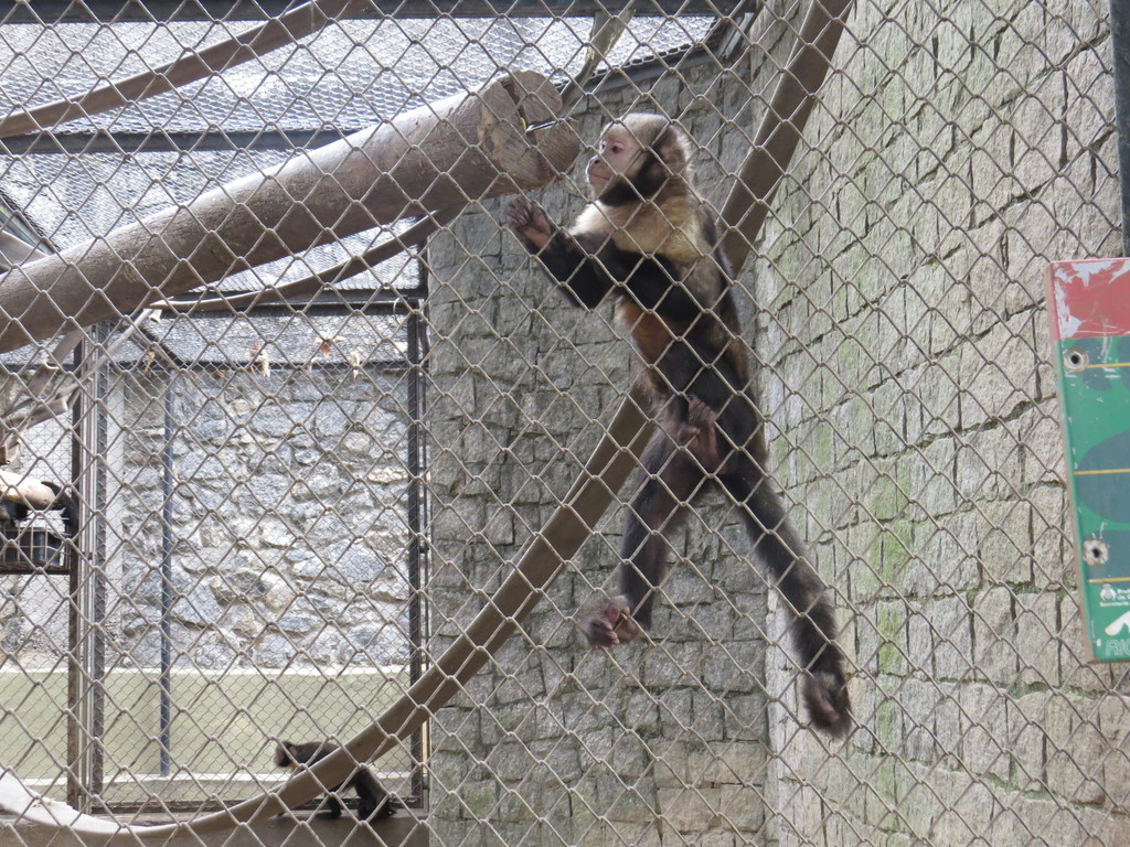 Buff-headed Capuchin (Sapajus xanthosternos) - Know Your Mammals
