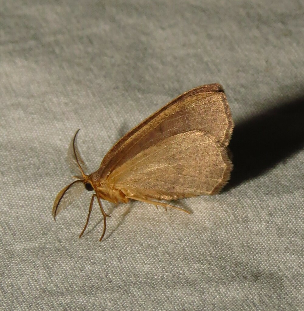 Curved-lined Looper Moth from 5207 Cambridge Dr, Northport, AL 35473 ...