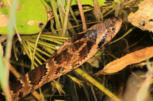 False Water Cobra (Hydrodynastes gigas) - Snakes and Lizards