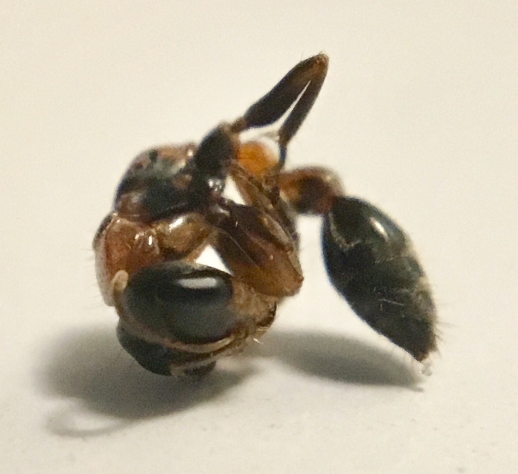 Graceful Twig Ant from 305 E California Ave, Ruston, LA, US on August 2 ...