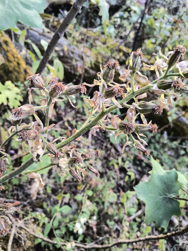 matarique desde 61073 San Joaquín Morelos, Mich., México el 10 de ...