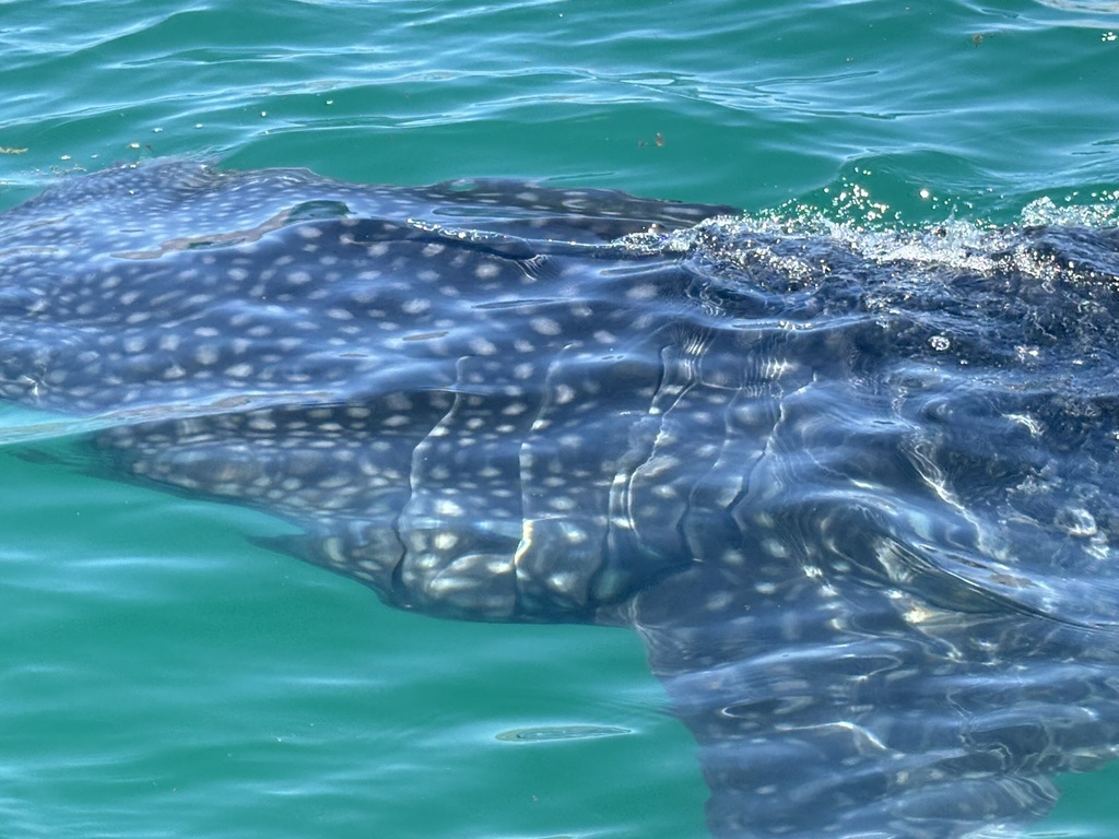 Whale Shark from Ensenada, Baja California, Mexico on July 02, 2024 at ...