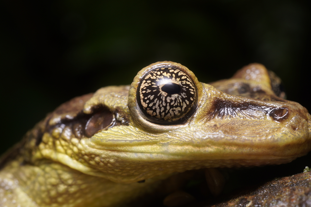 Jordan's Casque-headed Tree Frog from Metropolitan District of Quito ...
