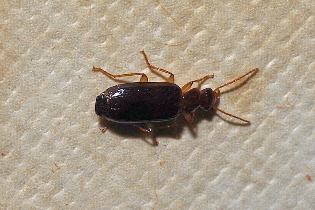 Dromius meridionalis from 45290 Nogent-sur-Vernisson, France on July 30 ...