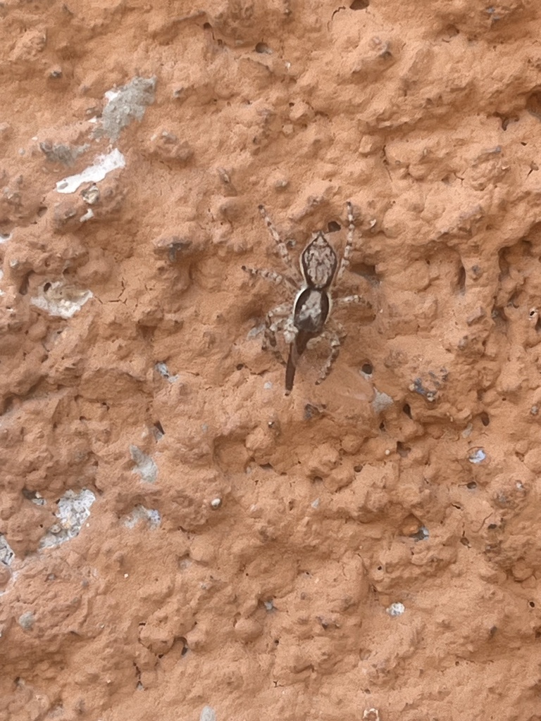 Gray Wall Jumping Spider from Calle Allende, Tomatlán, Jal., MX on ...