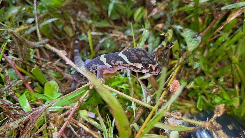 Central American Banded Gecko from Balsa, Provincia de Alajuela ...