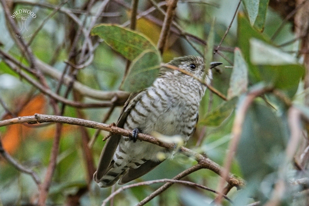 New Zealand Shining Bronze-Cuckoo from Waitahanui, New Zealand on ...