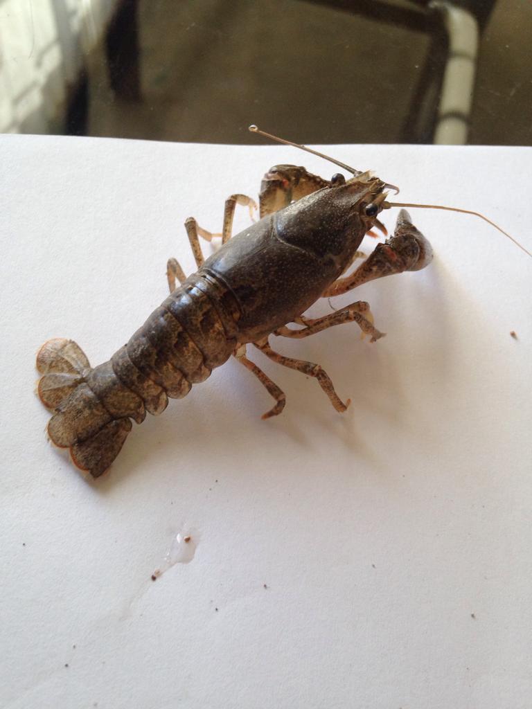 Virile Crayfish from Madera, Chih., México on June 24, 2019 at 12:59 PM ...