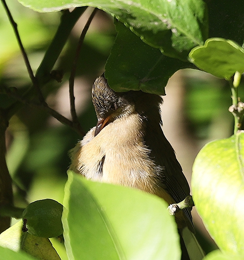 Birds from Melbourne VIC, Australia on February 2, 2025 at 09:38 AM by ...