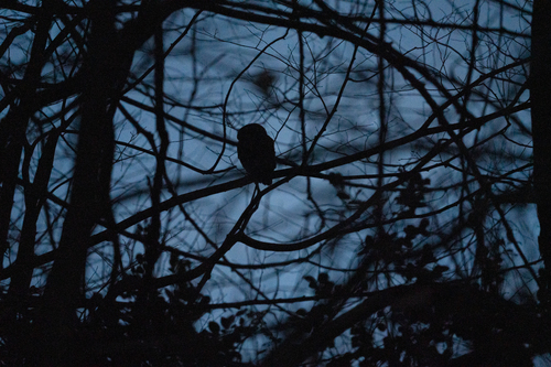 Owls Near Me