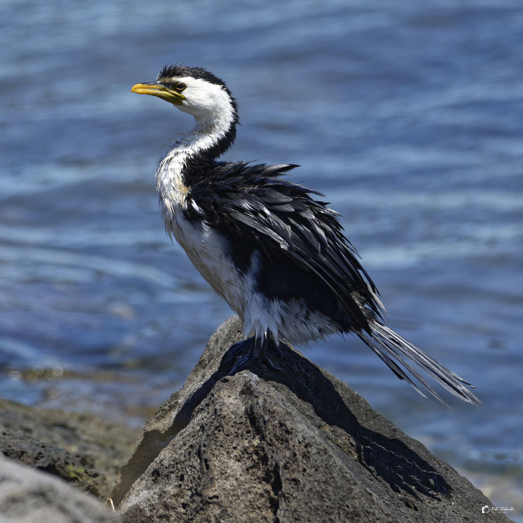 Little Pied Cormorant from Melbourne VIC, Australia on February 10 ...