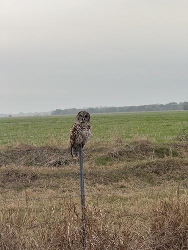 Owls Near Me