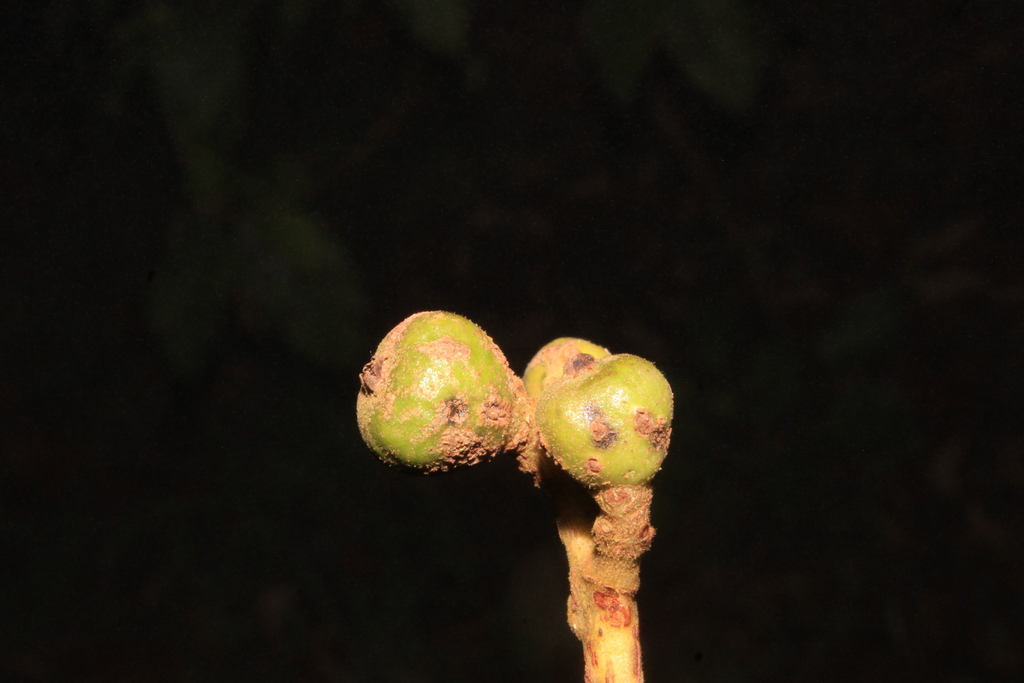 Aniba robusta from Albán, Cundinamarca, Colombia on February 8, 2025 at 11:41 PM by Diego Amaya ...