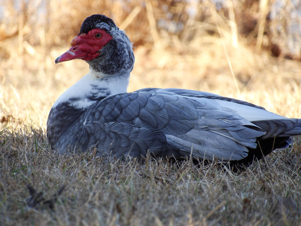 Domestic Muscovy Duck from Bullitt County, KY, USA on February 10, 2025 ...