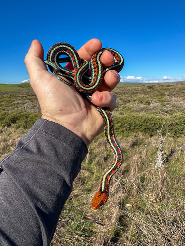 California Red-sided Garter Snake (Thamnophis sirtalis infernalis ...