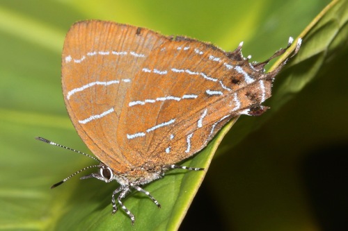 (Micandra)