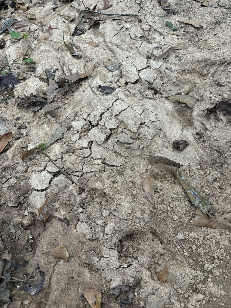 Eastern Mole from Pell Ave, Troy, AL, US on February 05, 2025 at 02:43 ...