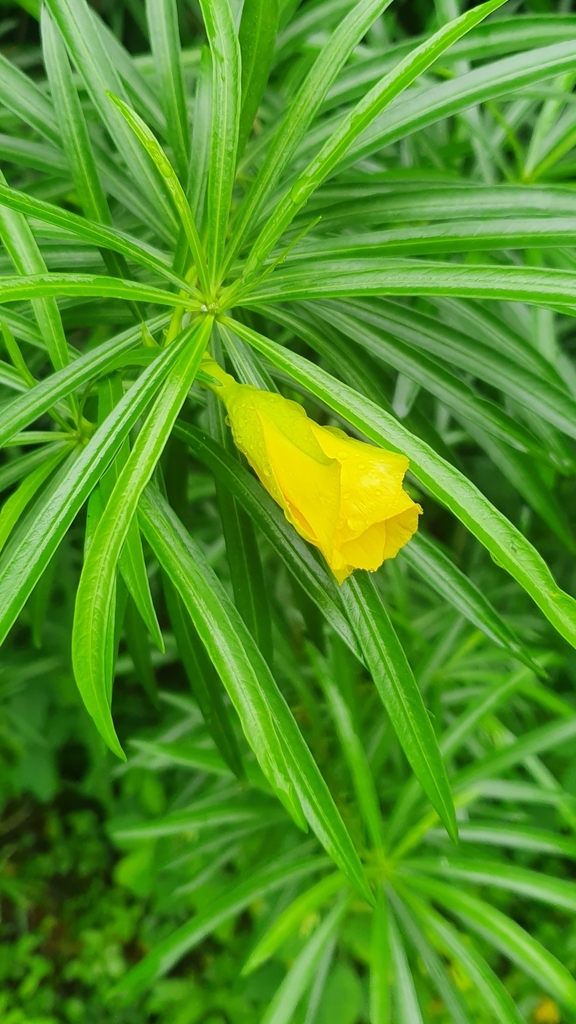 Be-still tree from Dittmer QLD 4800, Australia on February 11, 2025 at ...