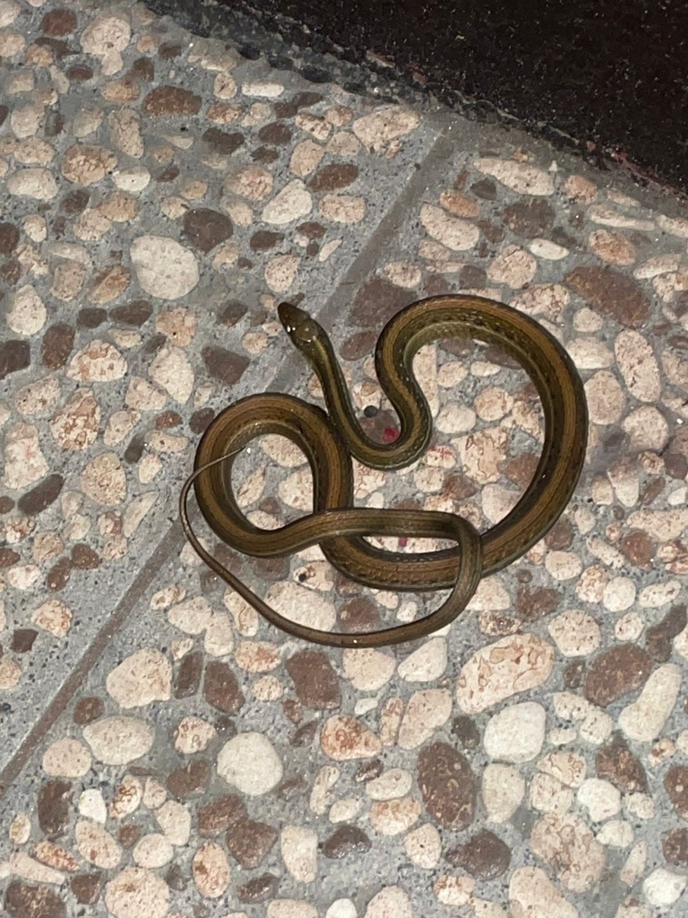 Black-striped Snake from Boulevard Punta Laguna, Miramar, Tamps., MX on ...