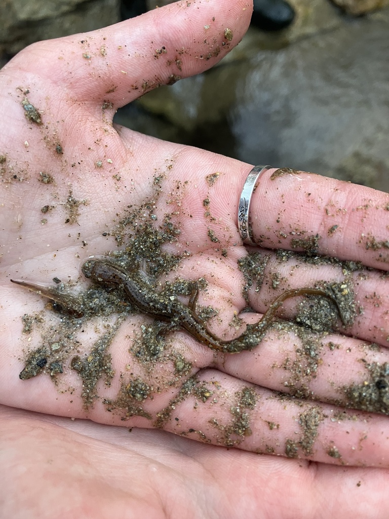 Blue Ridge Two-lined Salamander from Appalachian State University ...