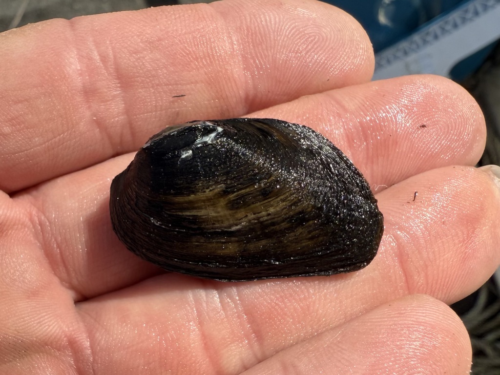 Eastern Pondhorn from Fish Branch Island, Okeechobee, FL, US on ...