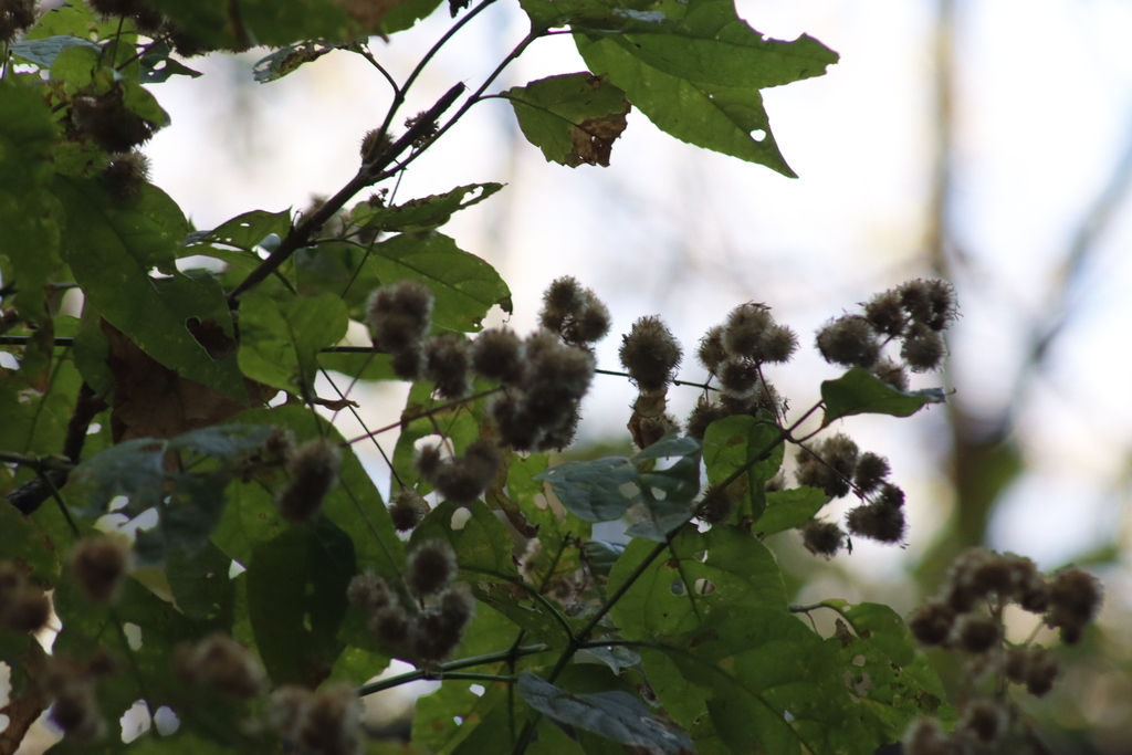 Critonia quadrangularis from Ahualulco de Mercado, Jal., México on ...