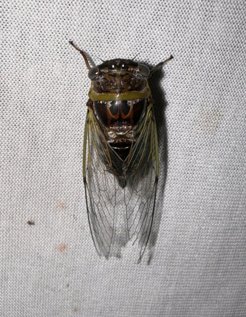 Green-winged Cicada from Alabama Div of Wildlife and Freshwater ...