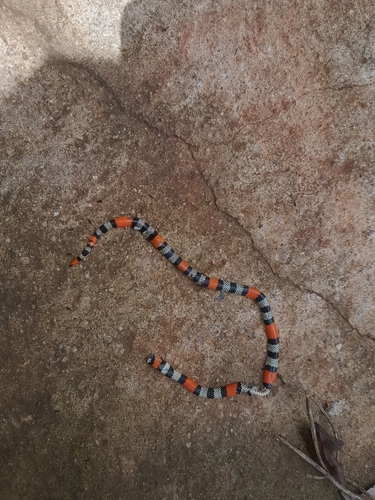 Venezuelan Coralsnake (Micrurus isozonus) - Snakes and Lizards