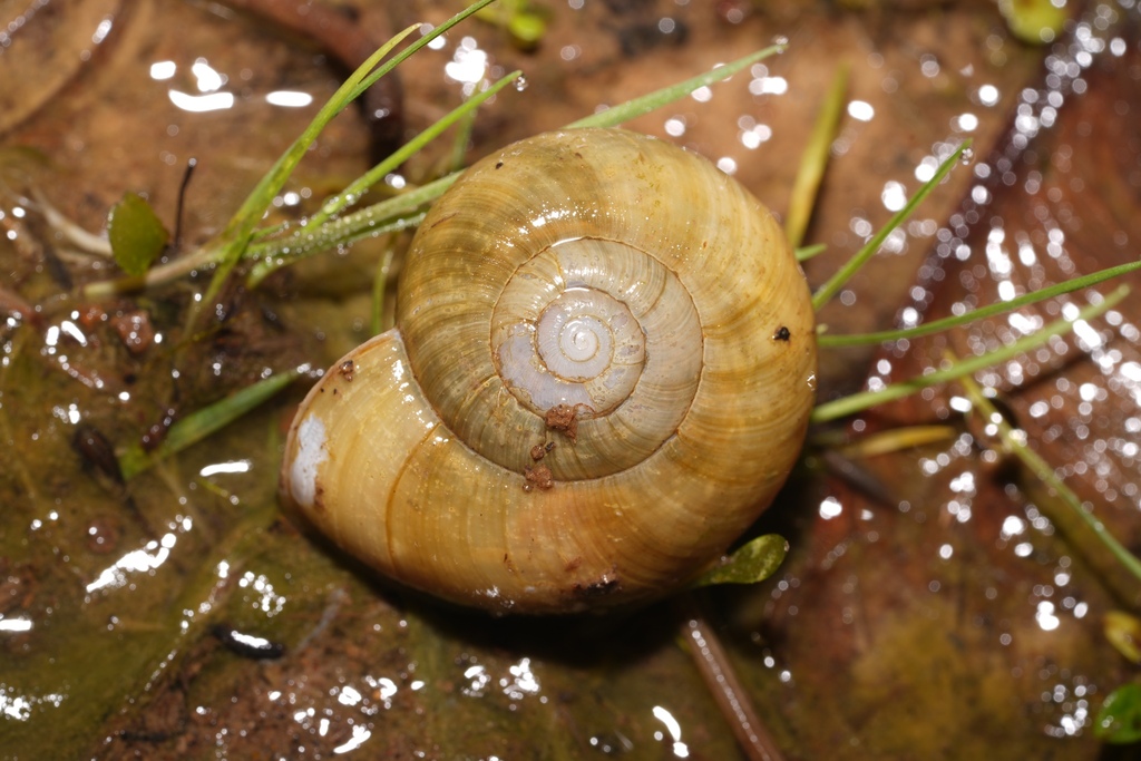 Robust Lancetooth Snail from Forest Park, Portland, OR, US on February ...