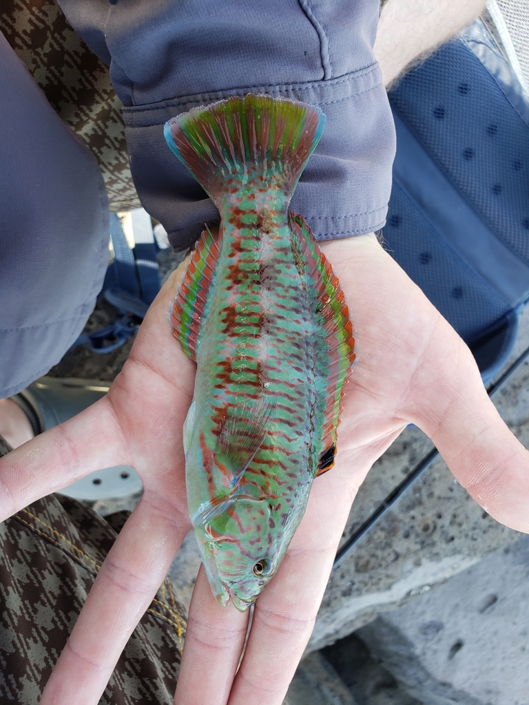 Surge Wrasse from Kapaa Library, Kapaʻa, HI 96746, USA on February 10 ...