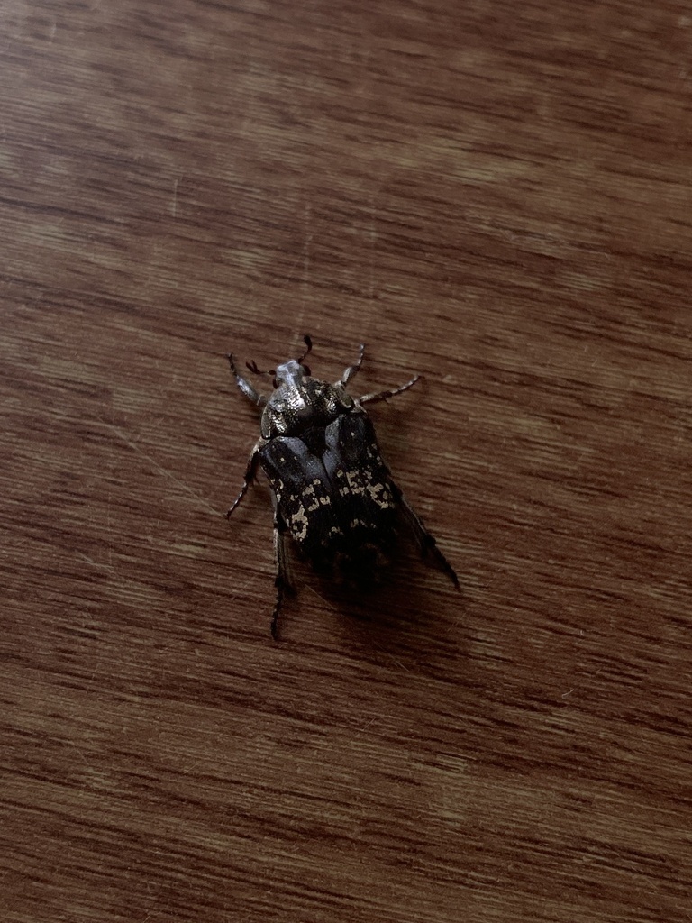 Mango Flower-beetle from Borneo, Beluran, Sabah, MY on February 11 ...