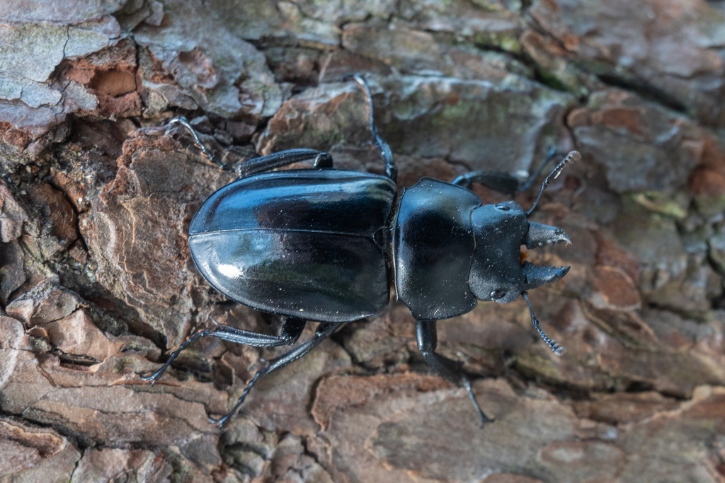 Neolucanus nitidus from 中国萍乡市芦溪县武功山 邮政编码: 343206 on August 8, 2024 at ...