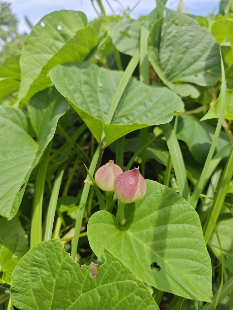 Merremieae from SFERA UMS on February 11, 2025 at 11:24 AM by sean_j ...