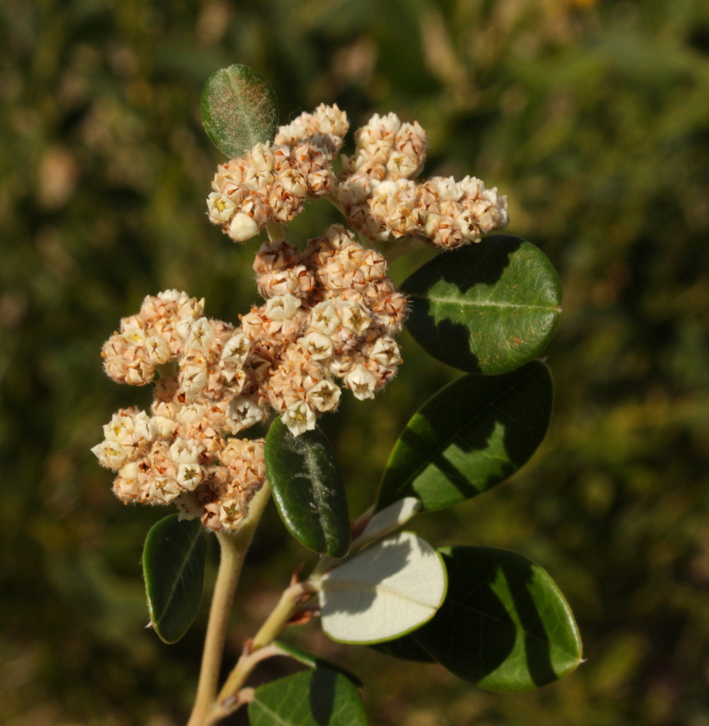 basket bush from Green Head WA 6514, Australia on September 12, 2022 at ...