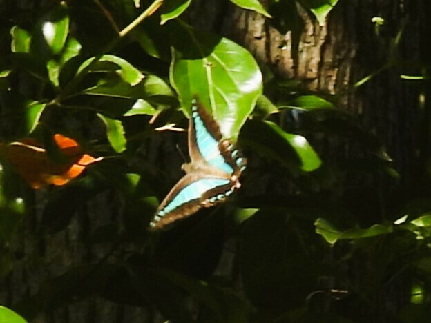 Blue Triangle Butterfly from Gloucester NSW 2422, Australia on February ...