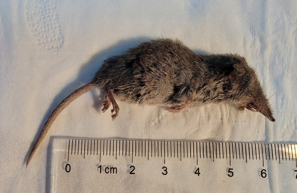 Asian Lesser White-toothed Shrew from Nanjing, CN-JS, CN on February 11 ...