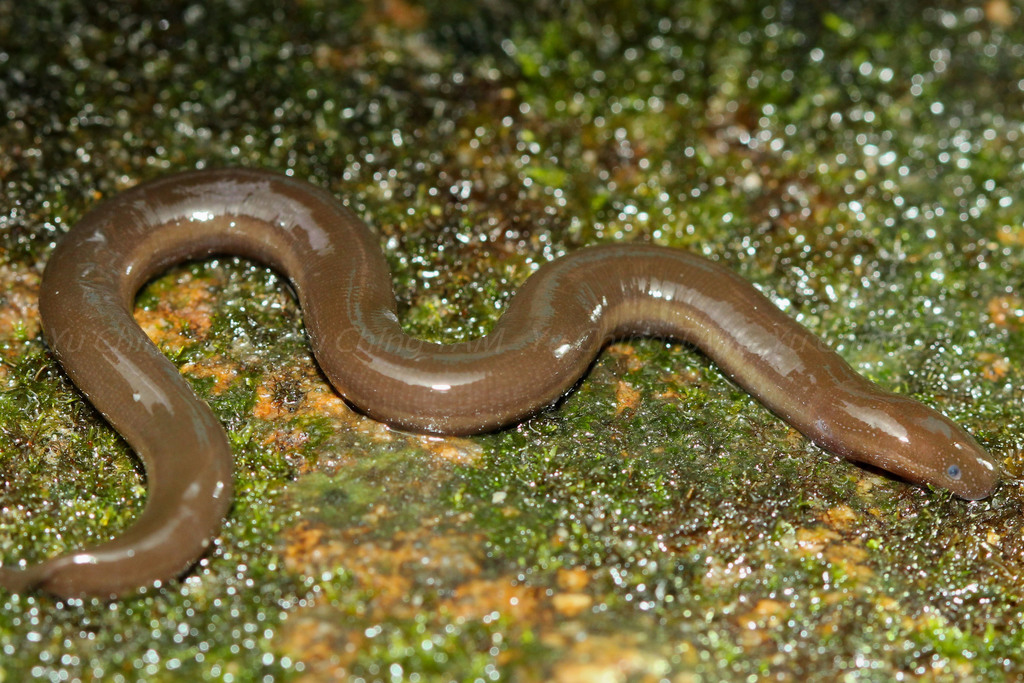 Kuala Lumpur Caecilian from 馬來西亞彭亨福隆港 on September 6, 2015 at 10:55 PM ...