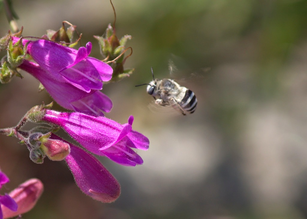 Urbane Digger Bee from Chelan County, WA, USA on July 10, 2014 at 08:04 ...