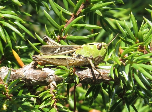 Subspecies Stenobothrus lineatus lineatus · iNaturalist