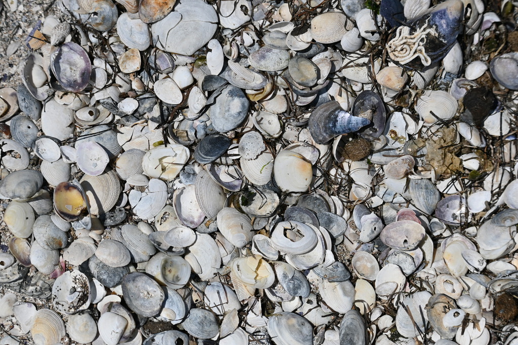 Bivalves from Cocoroc (Western Treatment Plant) VIC 3030, Australia on ...