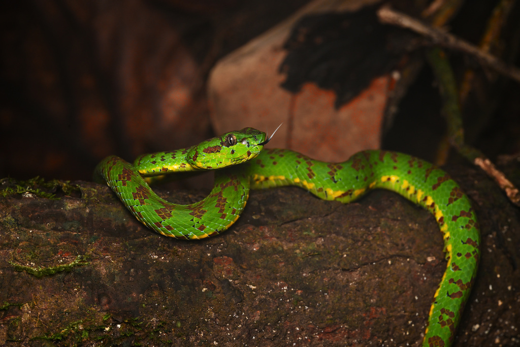 Philippine Pit Viper from Toril, Davao City, Davao del Sur, Philippines ...