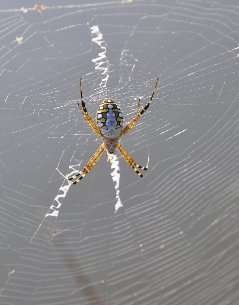 Grass Cross Spider from VWQX+5CF, Hokandara 10118, Sri Lanka on ...