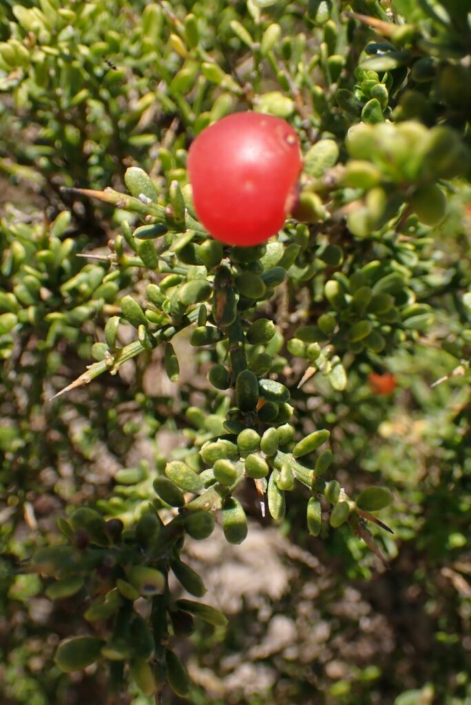 tortoise berry from Pearly Beach, 7220, South Africa on October 23 ...