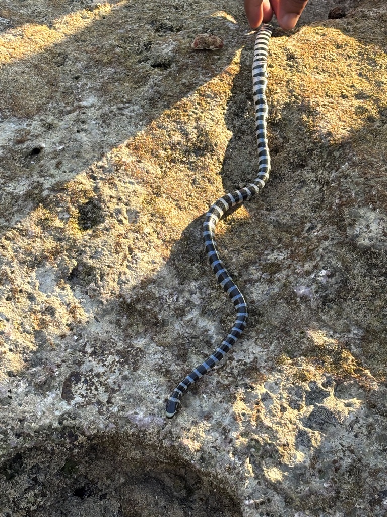 Blue-lipped Sea Krait from Andaman Sea, Andaman and Nicobar Islands, IN ...