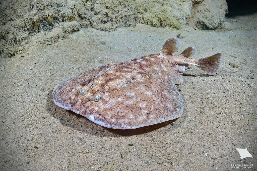 Rays (Batoidea) - Marine Life Identification