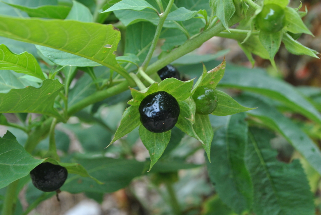 Deadly Nightshade from Al Haffah, Syria on August 1, 2019 at 10:26 PM ...