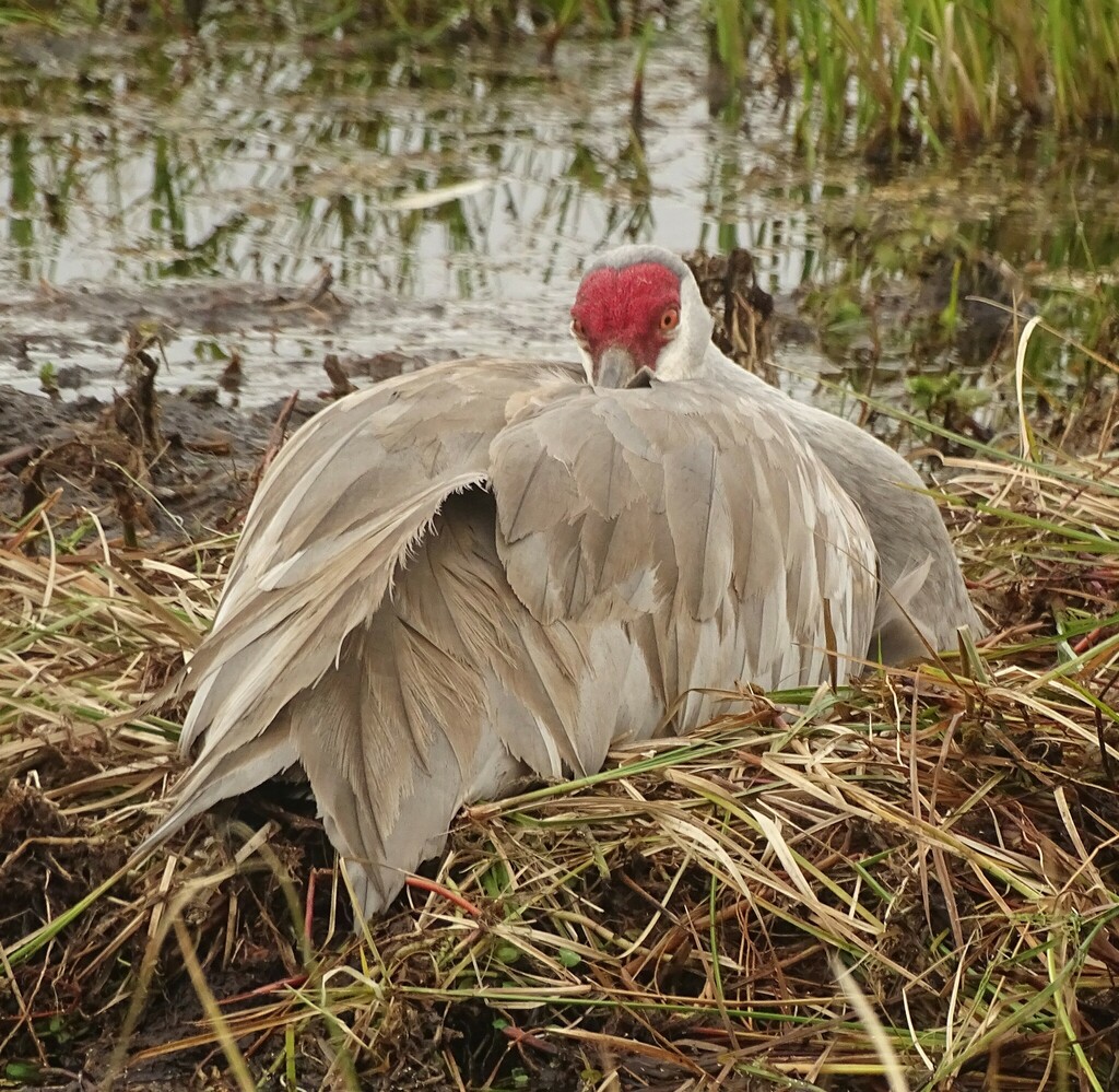 Sandhill Crane from Sharon Rose Weichens Preserve, The Villages, Lake ...