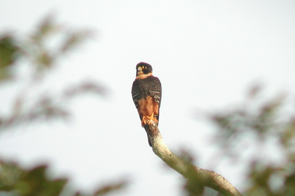 Bat Falcon from Saint-Laurent-du-Maroni, Guyane française on July 22 ...